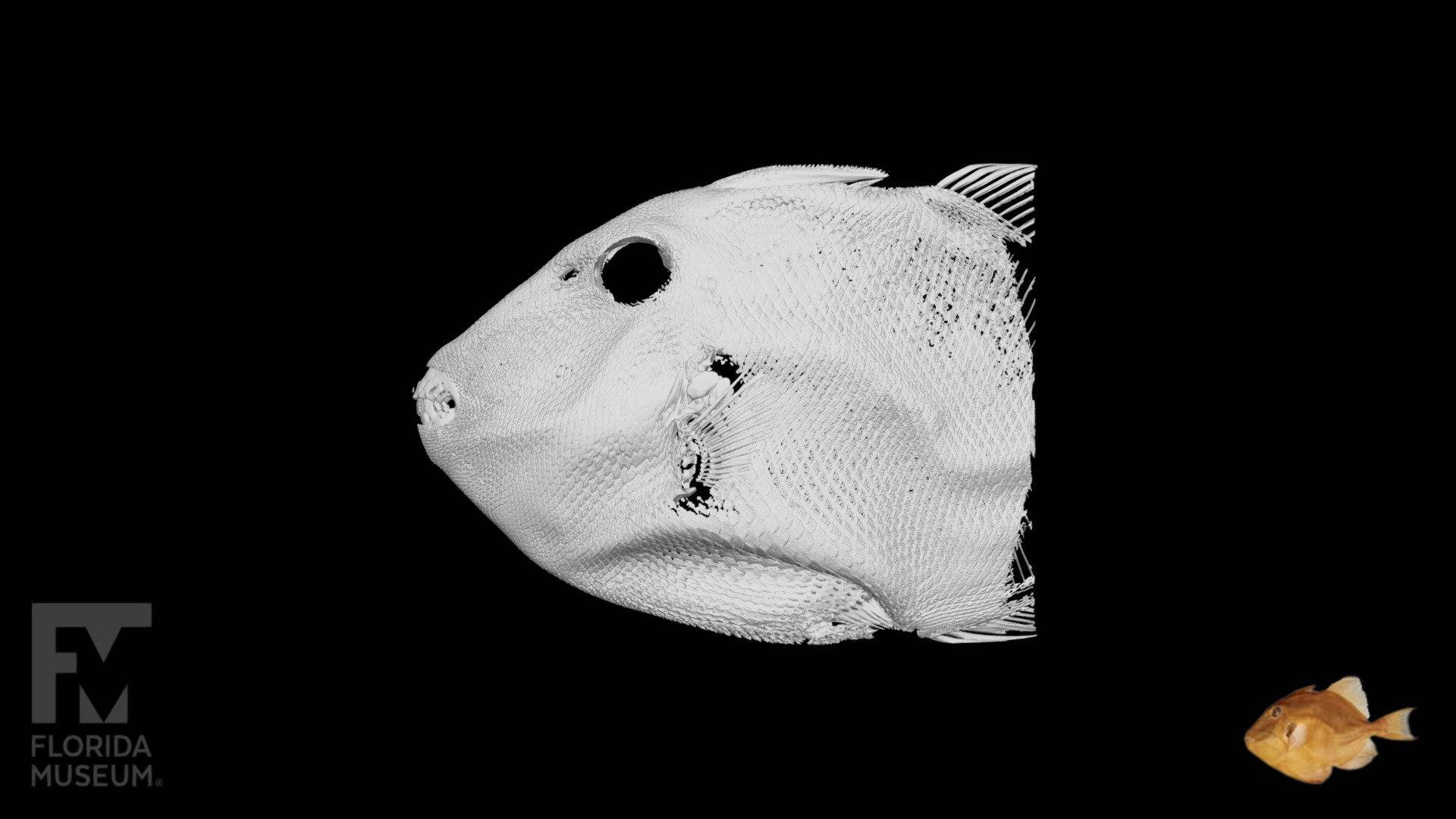 Queen Triggerfish - 3D model by FloridaMuseum [ebdcdfc] - Sketchfab
