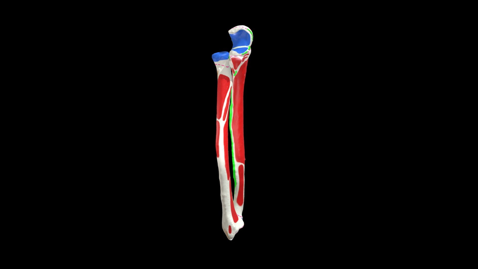 Ulna & Radius colorés (avec labels) - 3D model by Prof. Serge VAN SINT ...