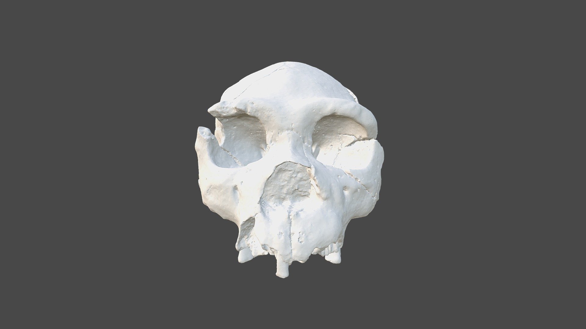 Atapuerca 5 3d Model By Wellesley College Wellesleycollege