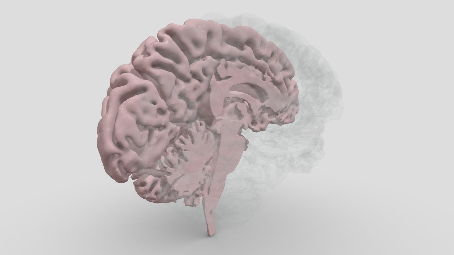 Human 3D Brain Study - 3D model by Advanced Visualization Lab - Indiana ...