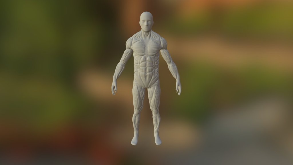 Muscles - 3D model by 1002467 [ebfca5e] - Sketchfab
