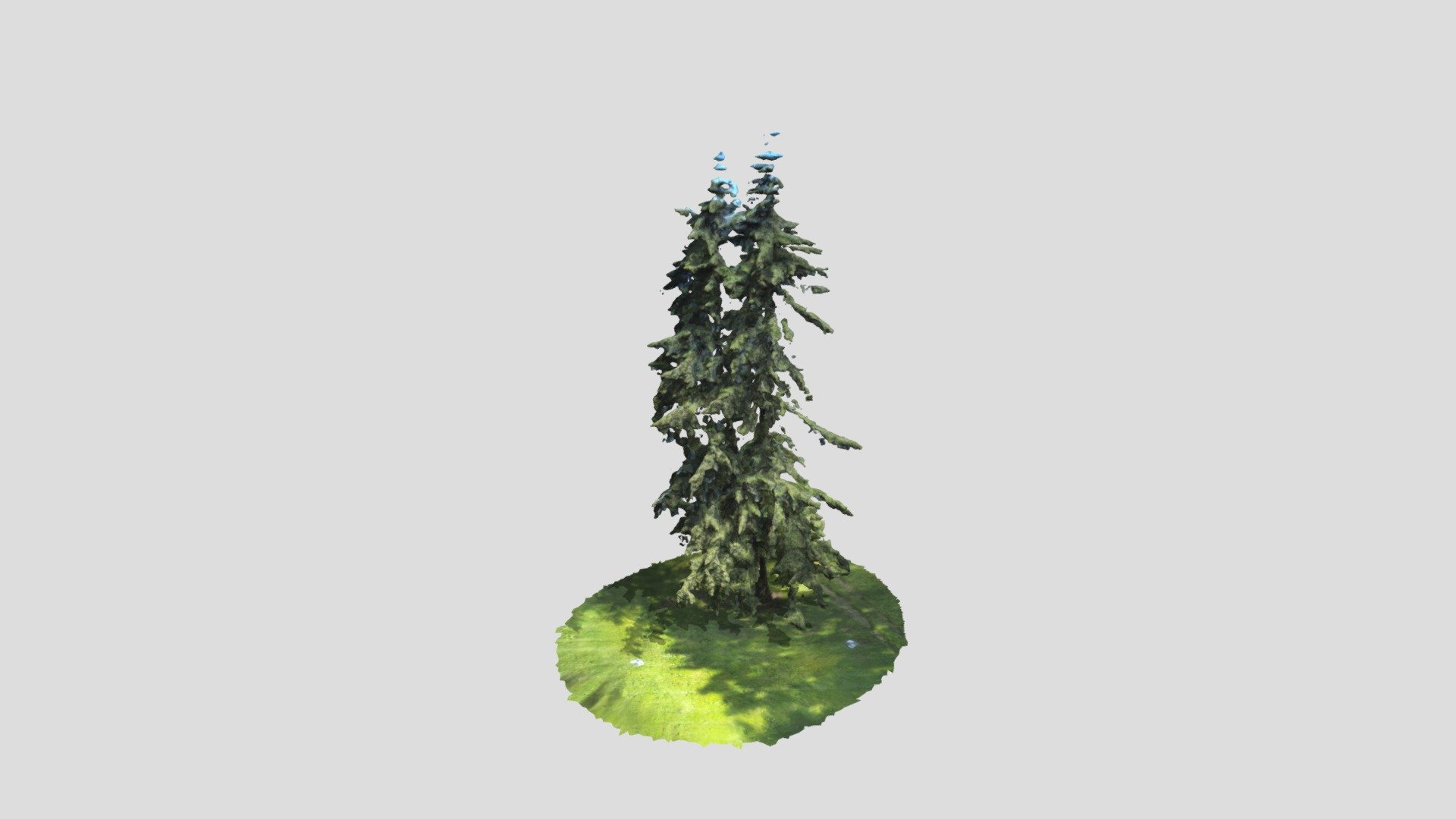 Douglas-fir Tree Mesh Model - Download Free 3D model by cholzschuh ...