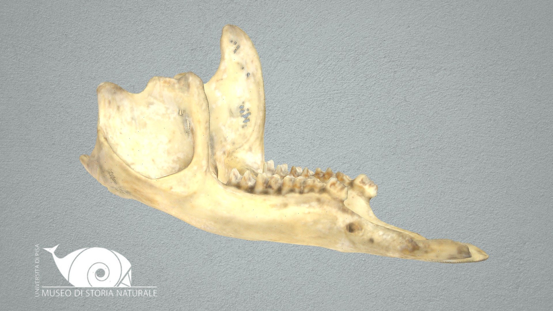 Tasmanian pademelon - 3D model by Natural History Museum, University of ...