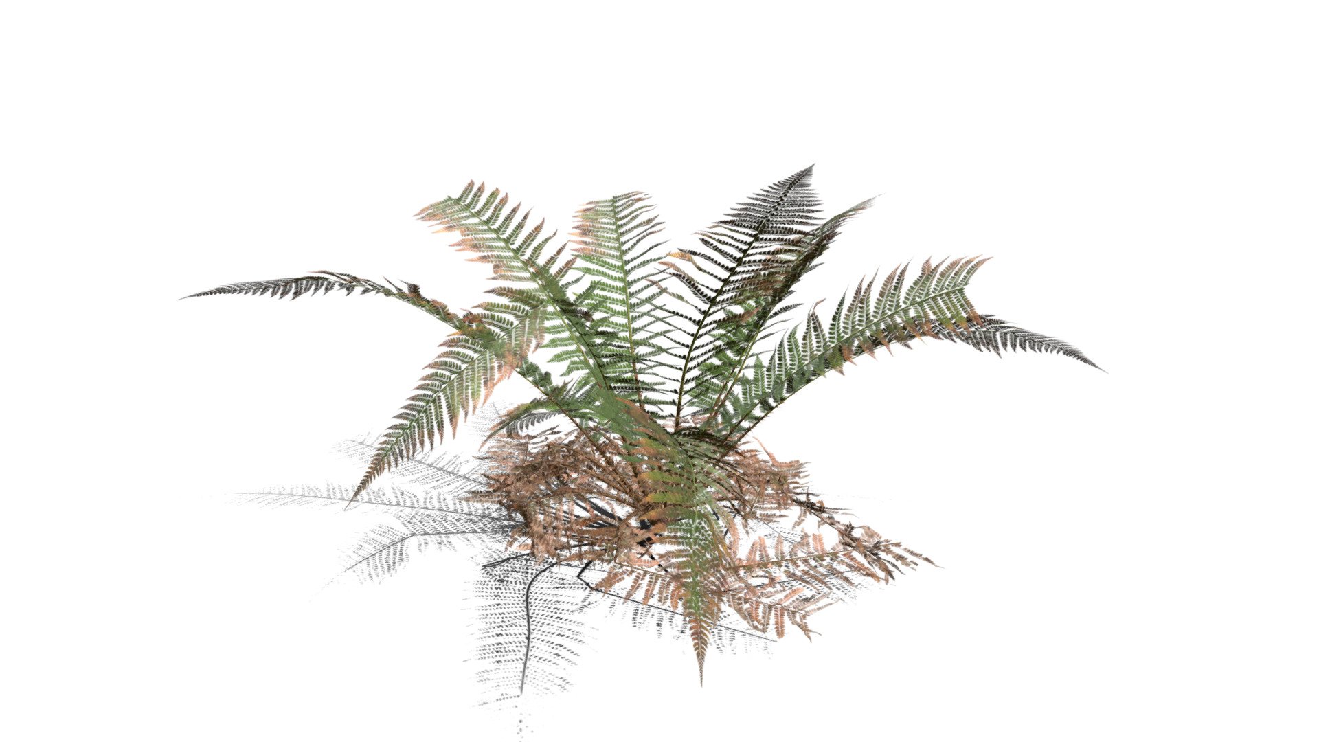 Realistic HD Male fern (18/50) - Download Free 3D model by PlantCatalog ...