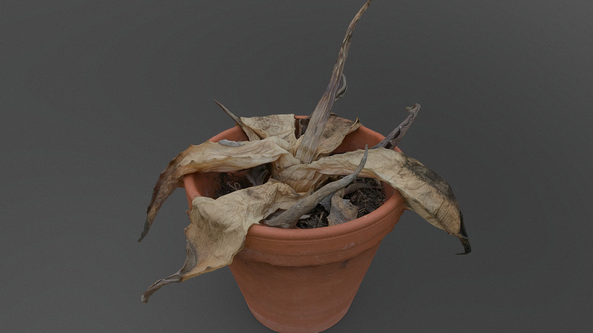 Dead agave cactus - Buy Royalty Free 3D model by matousekfoto [ec09f17 ...