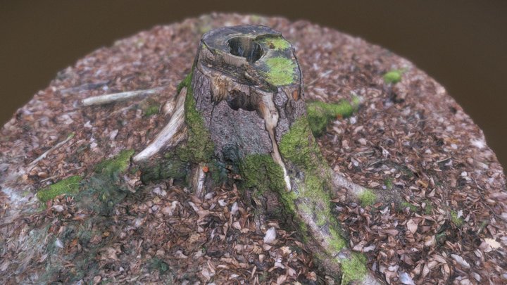 Lichens 3D models - Sketchfab