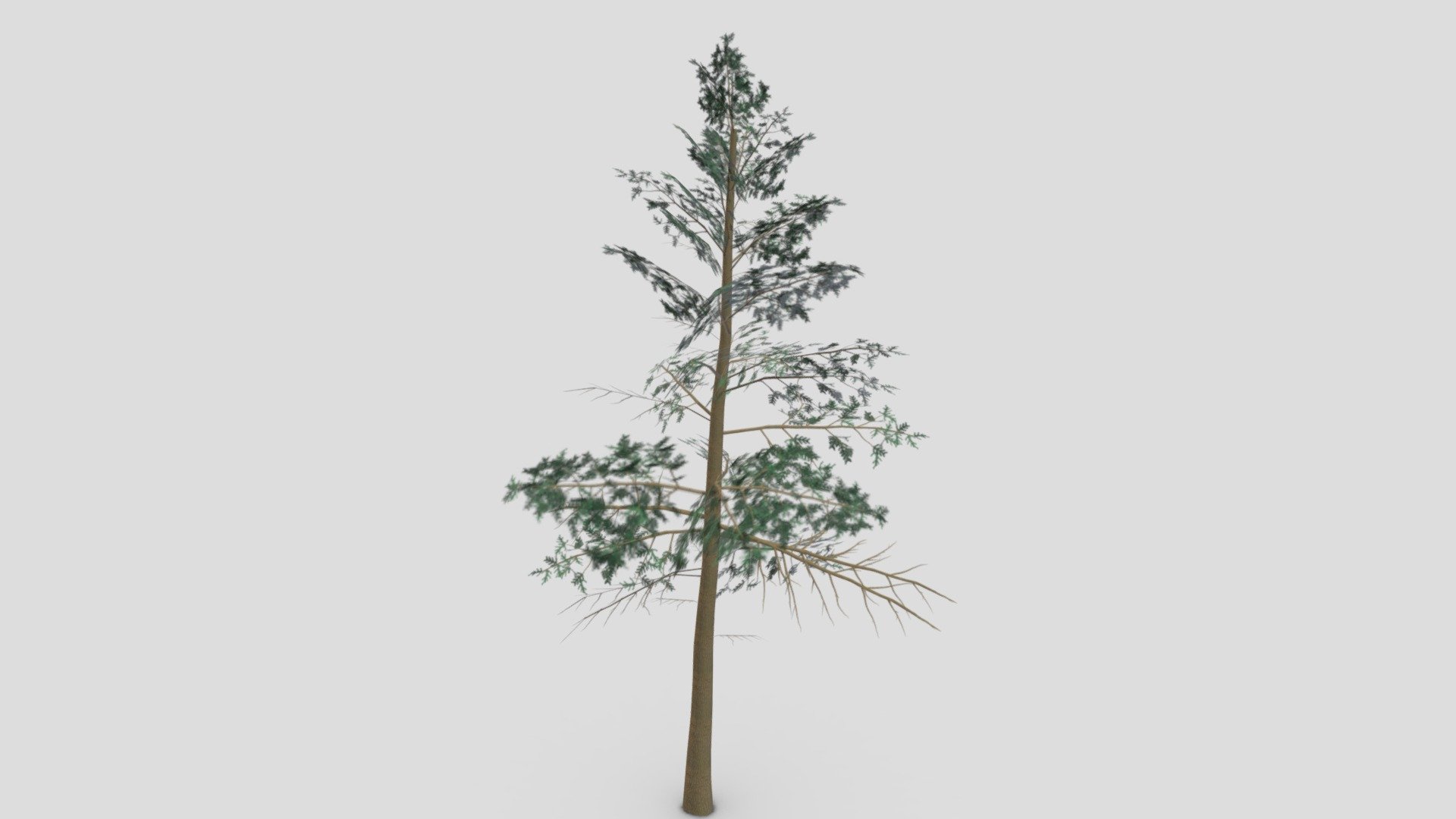 Pine Tree- Lowpoly_ 03 - Buy Royalty Free 3D model by ASMA3D [ec132fe ...