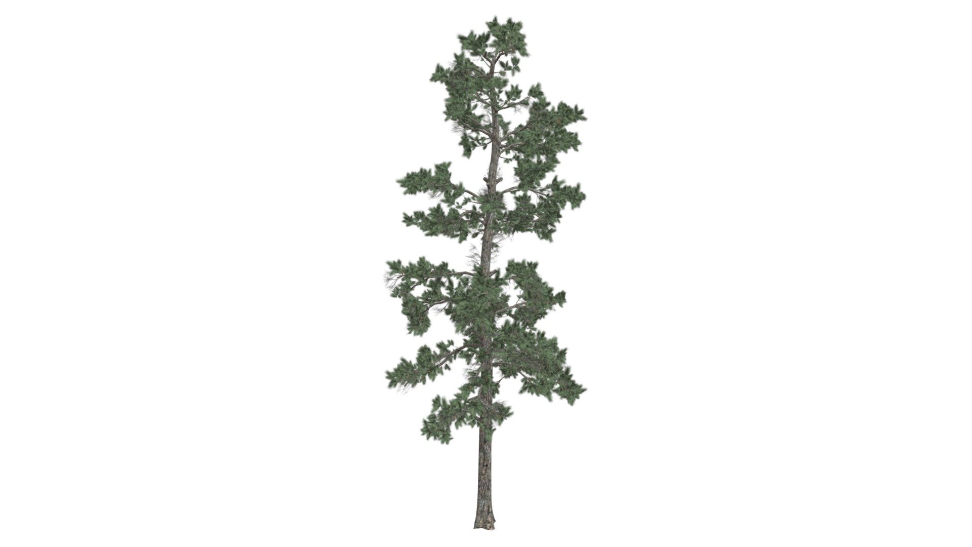 Eastern White Pine Tree #01 - Buy Royalty Free 3D model by meshshape ...