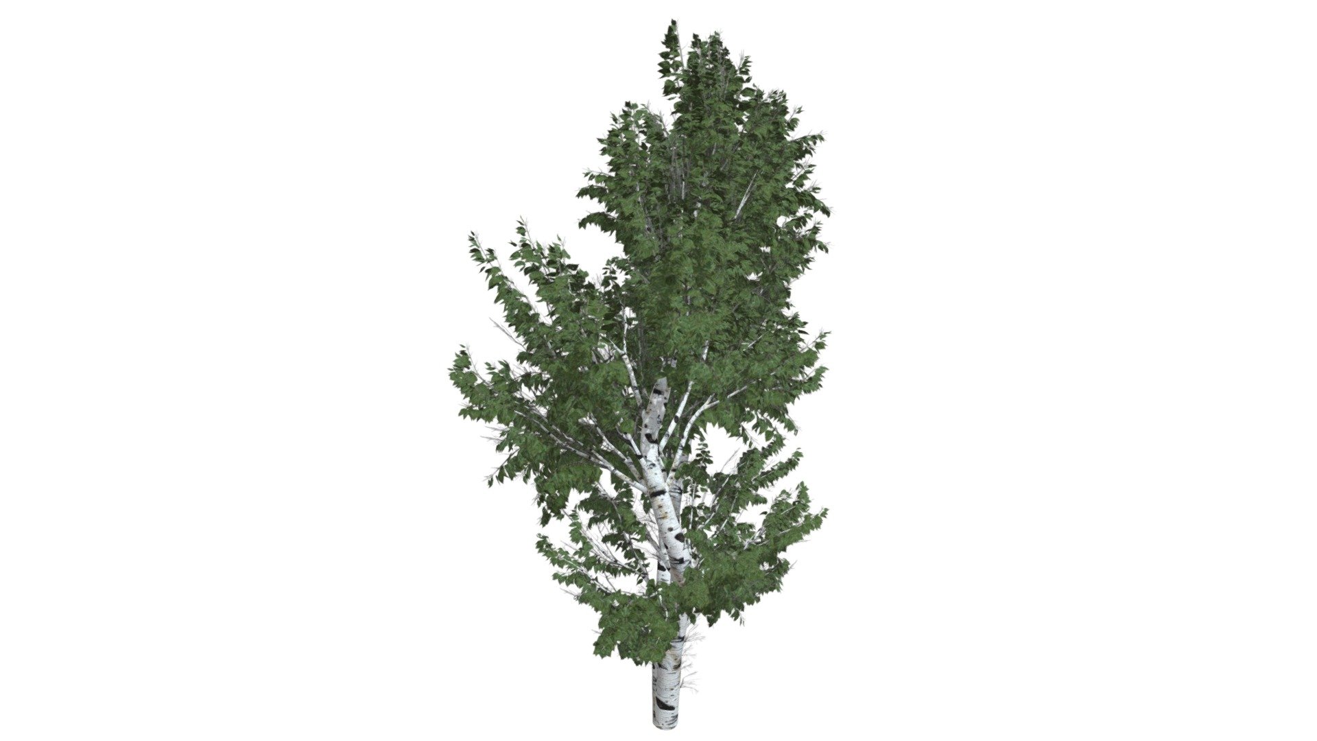 European White Birch Tree #05 - Buy Royalty Free 3D model by meshshape ...