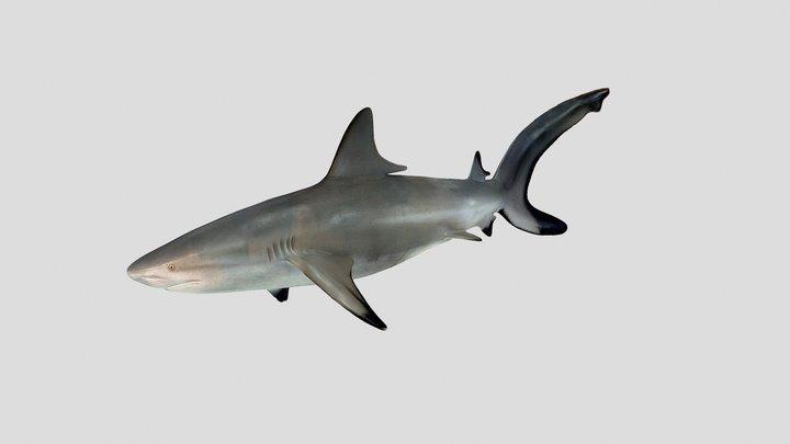 Sharks 3D models - Sketchfab