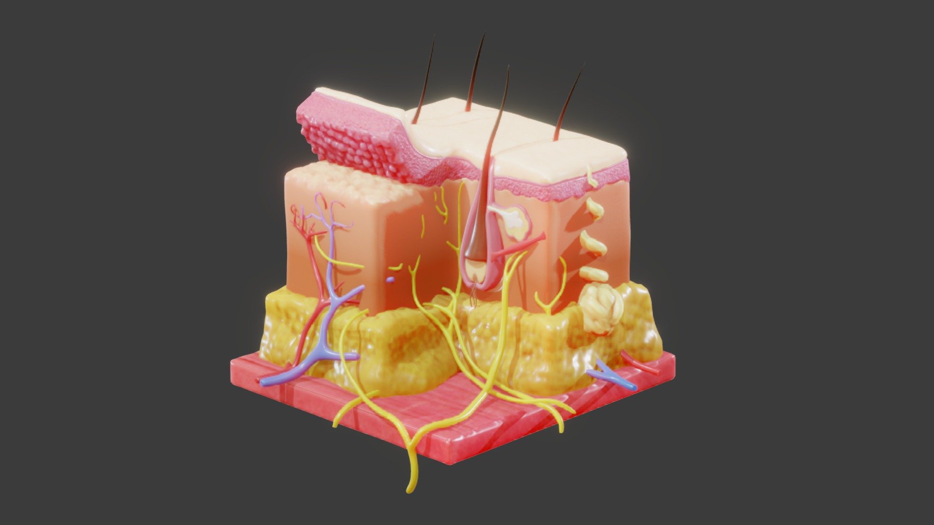 Skin Anatomy - Buy Royalty Free 3D model by zames1992 [ec245e2] - Sketchfab Store