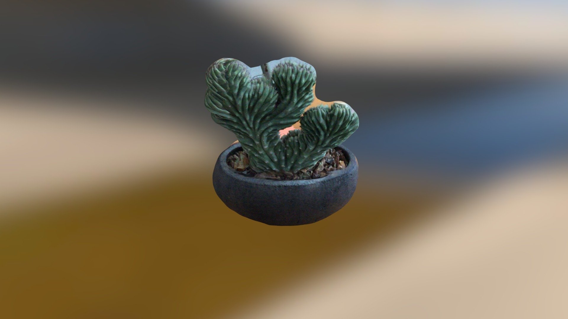 Half A Cactus - 3D model by dennisonb [ec251a6] - Sketchfab