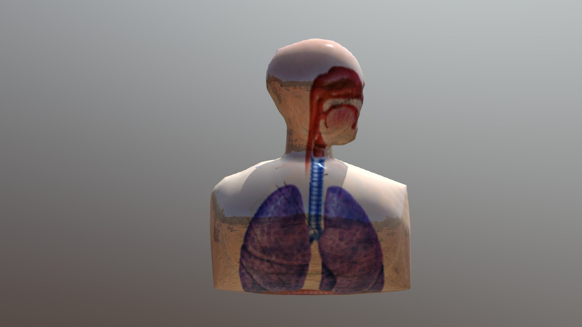 Paru-paru Manusia - Download Free 3D model by agussuka123 [ec26534 ...
