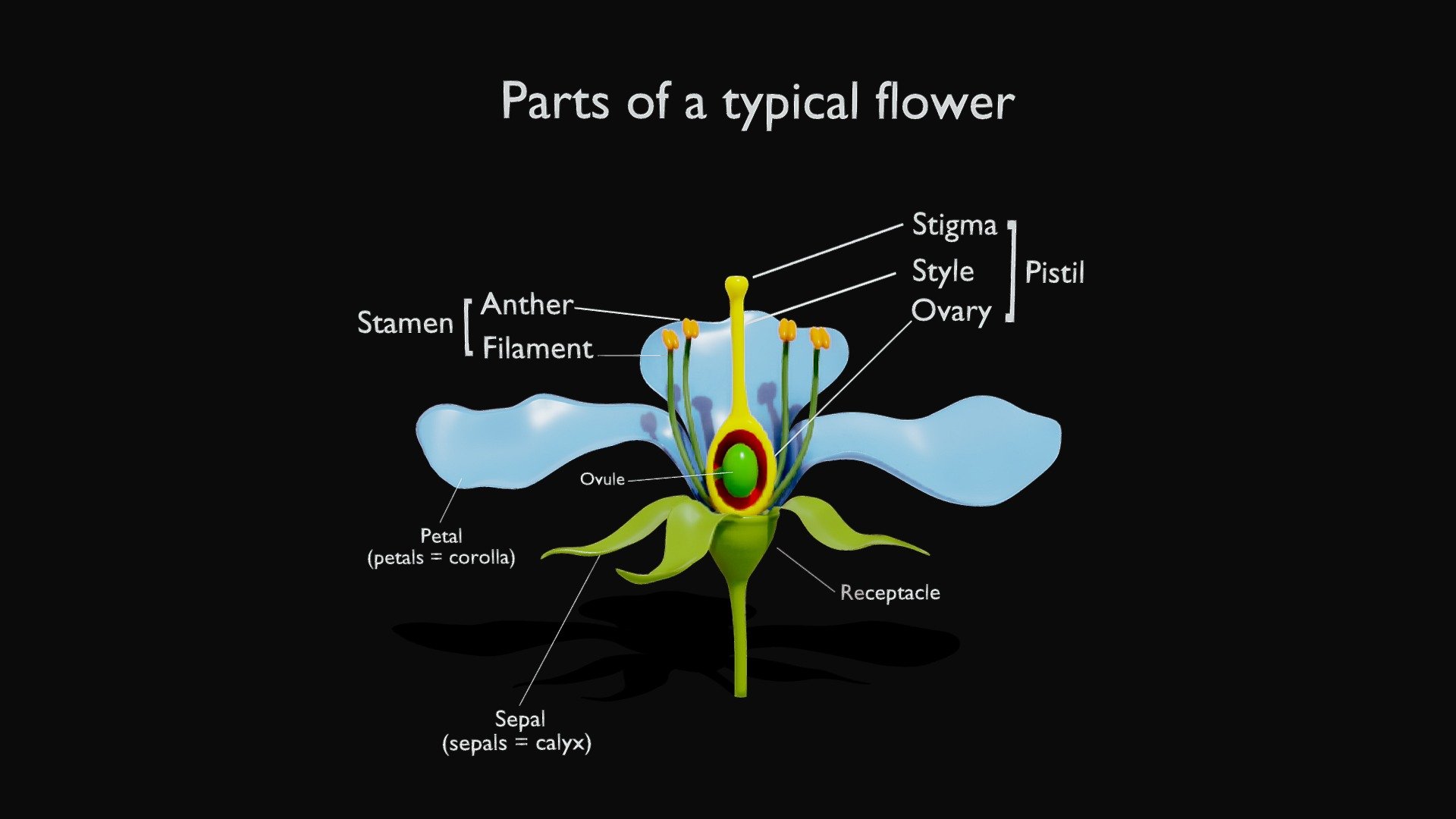 Parts of A Typical Flower - Buy Royalty Free 3D model by Nima ...
