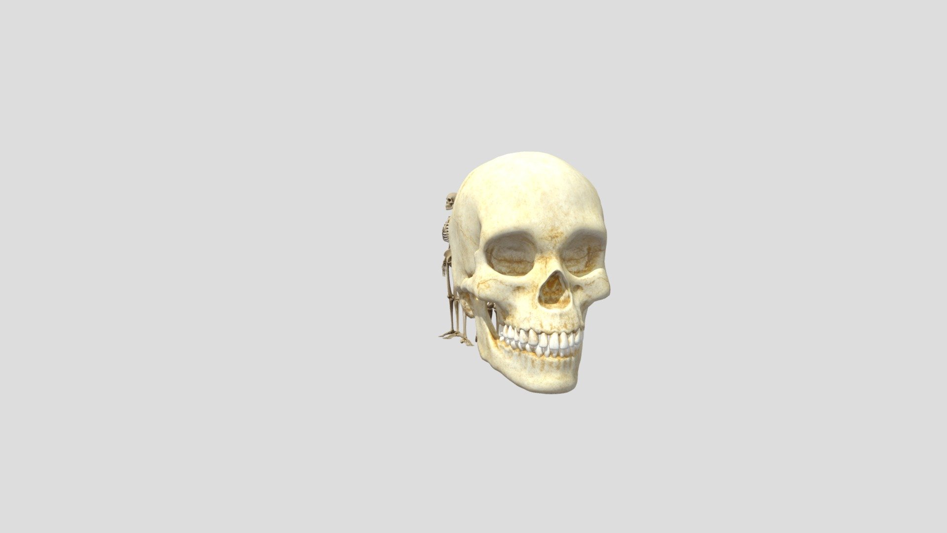 cranio - Download Free 3D model by auroraman [ec2c8e6] - Sketchfab