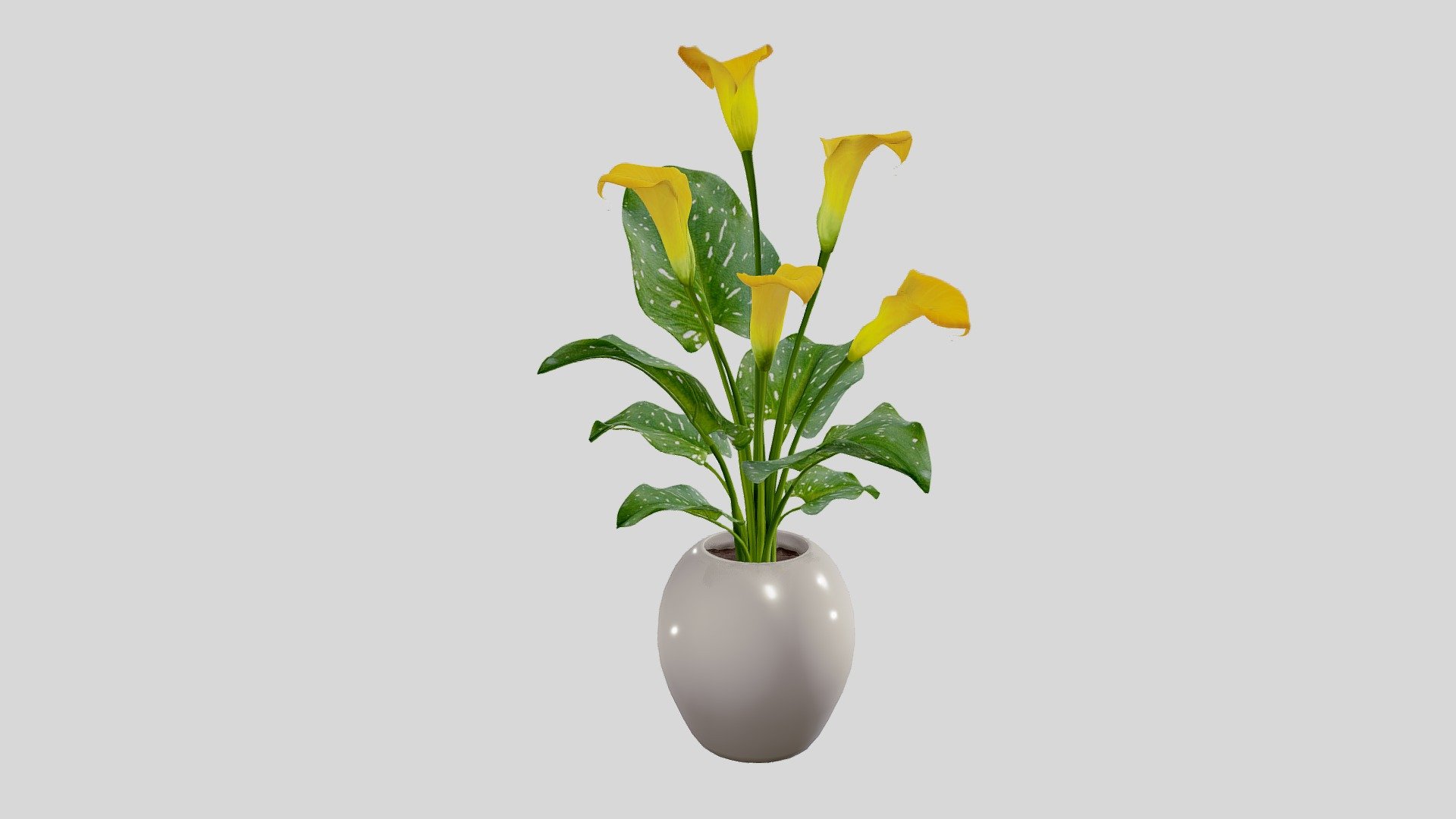calla lily - 3D model by urinhairin [ec2e6c9] - Sketchfab