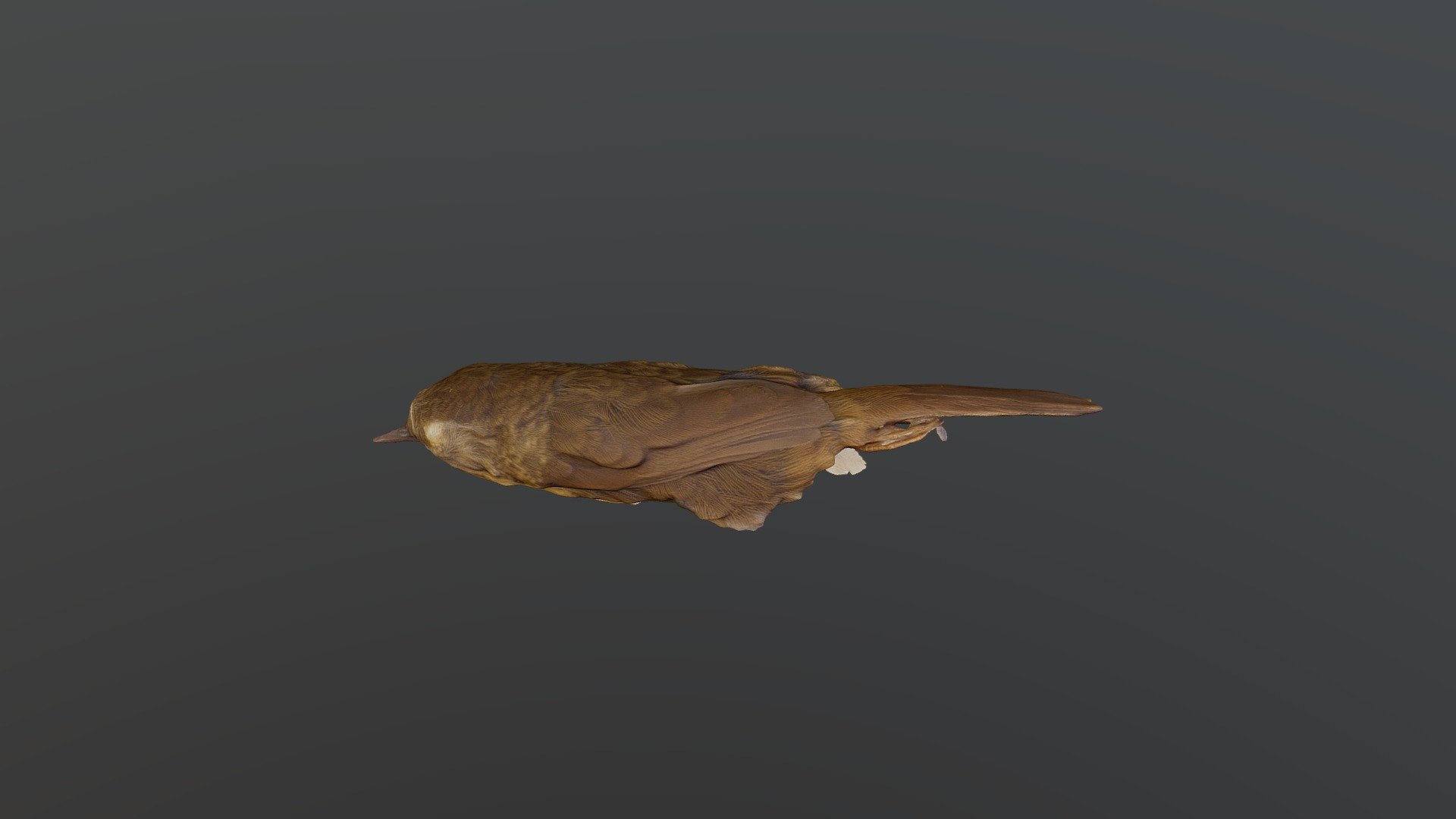 Tawny-breasted Wren-Babbler - S. longicaudatus - Download Free 3D model ...