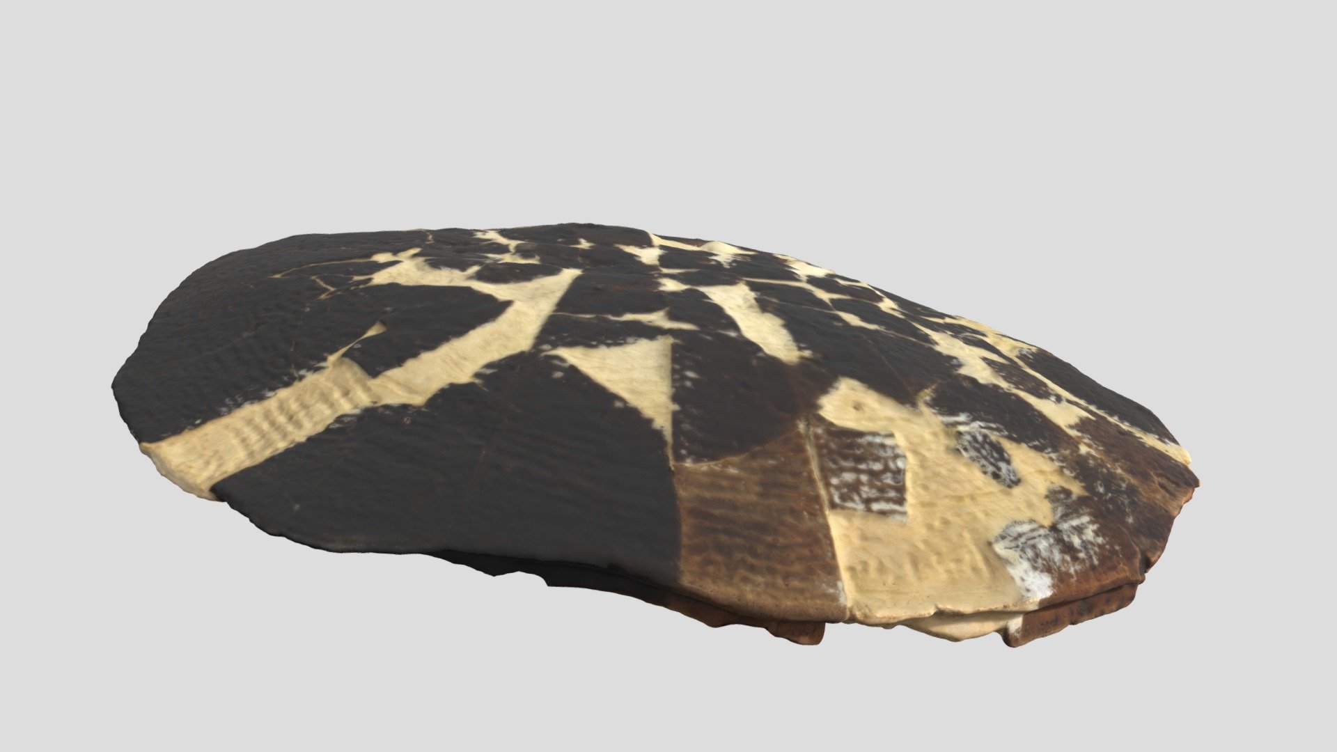 Prehistoric softshell turtle carapace fossil - 3D model by Jangojips ...