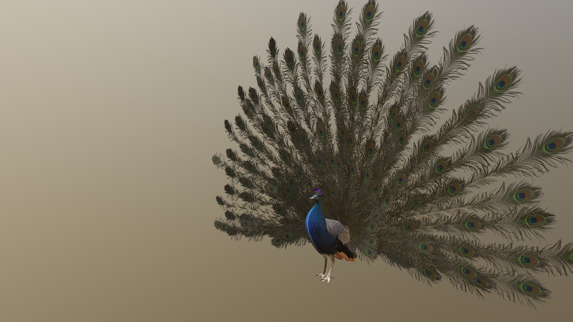 Peacock - 3D model by kenchoo [ec4065a] - Sketchfab