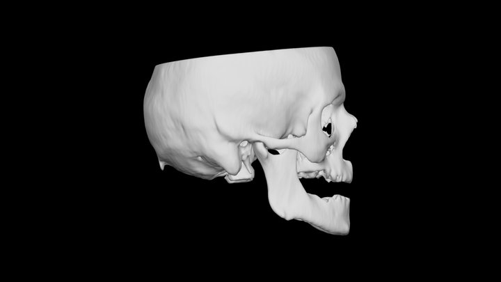 Bioanthropology 3D models - Sketchfab