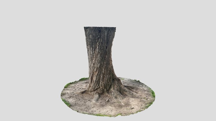 Tree-trunk 3D models - Sketchfab