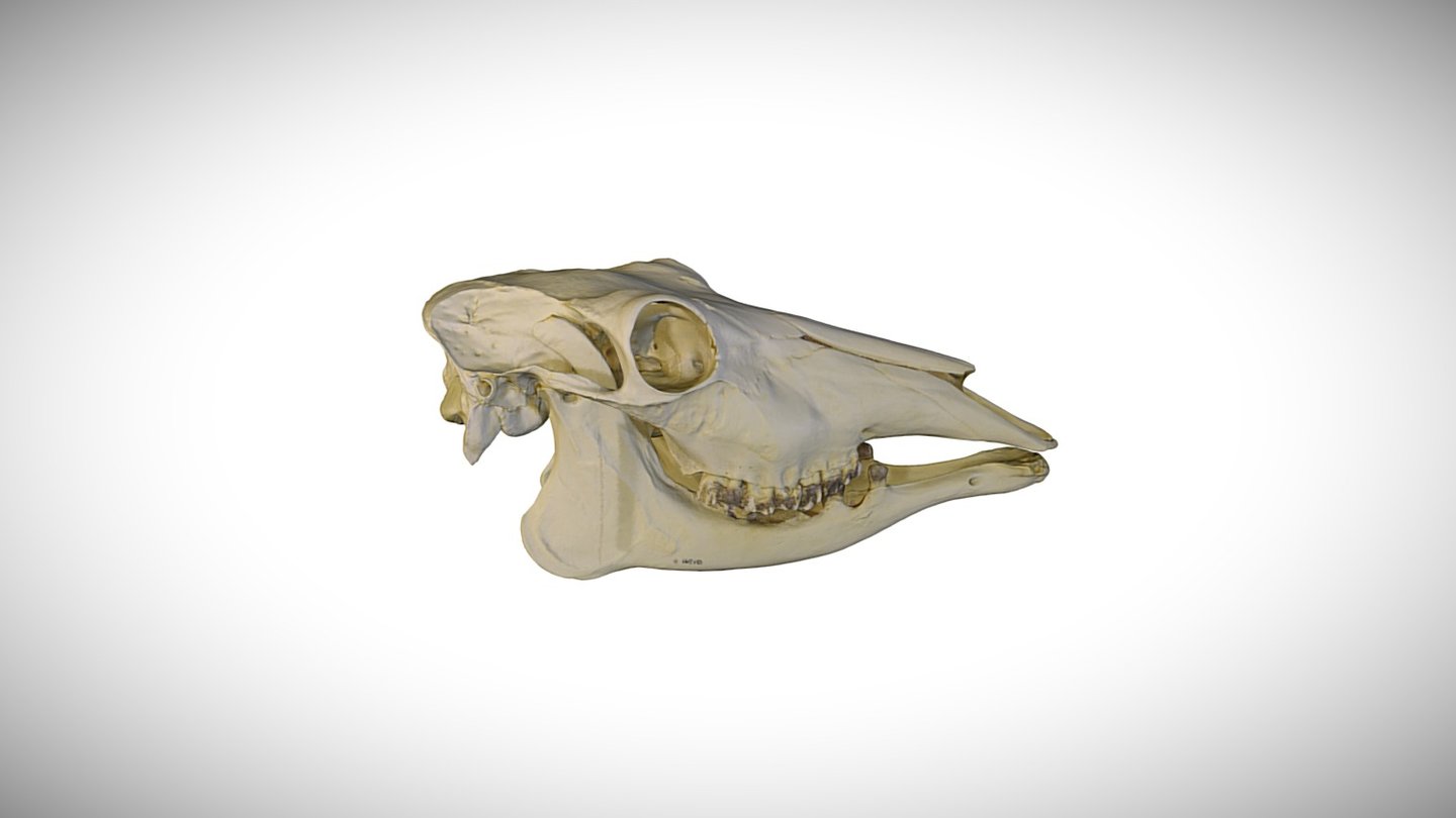 Nilgai skull - munimoro.gob.pe