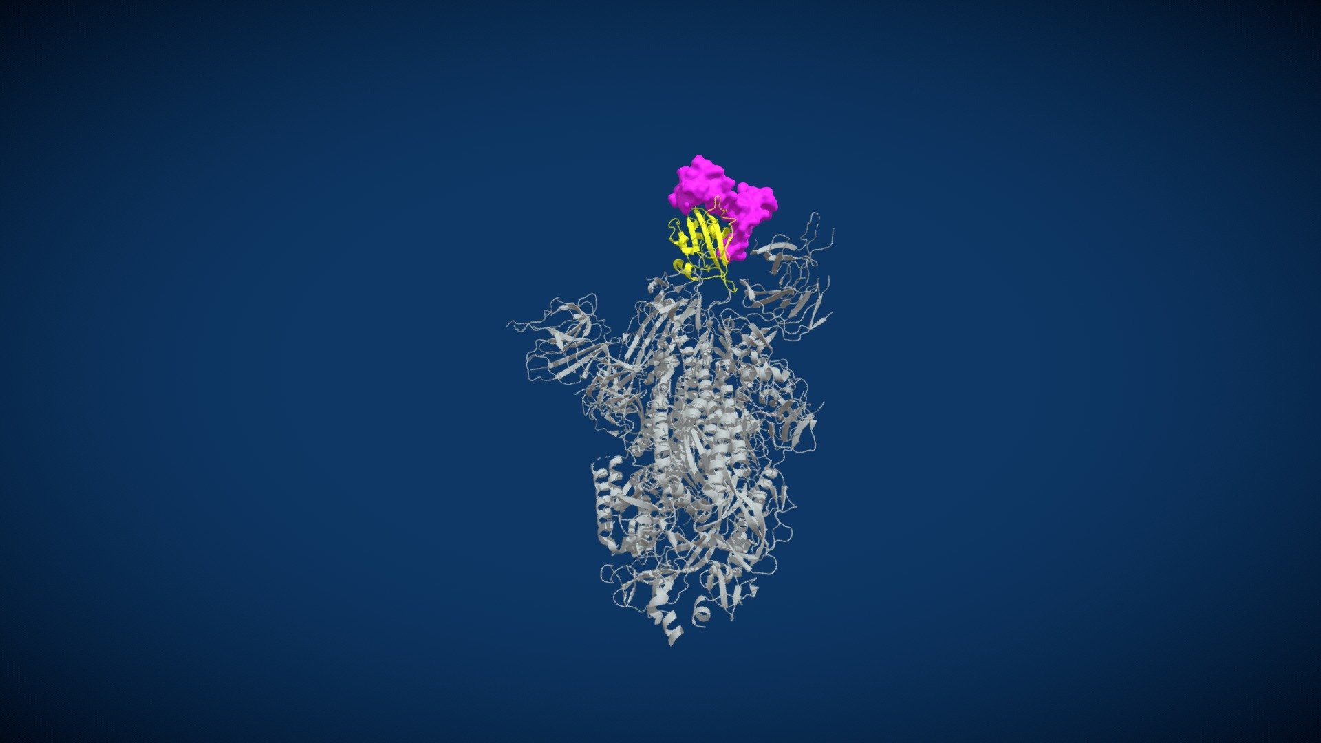 2 Spike-RBM-RBD - Download Free 3D model by cursosbiouaq [ec54067 ...