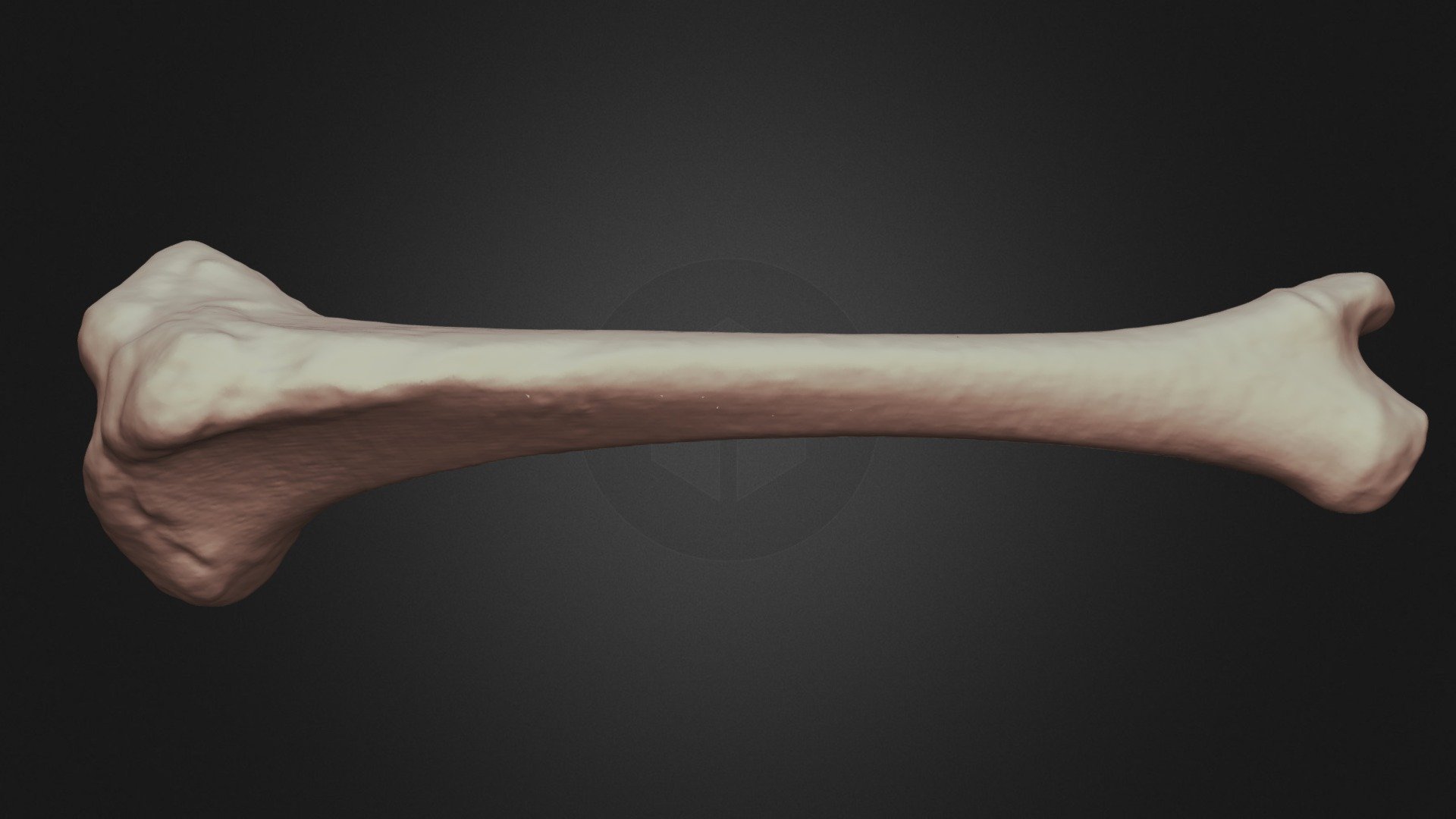 Ursus americanus (Black Bear) Left Tibia - 3D model by Lakehead ...