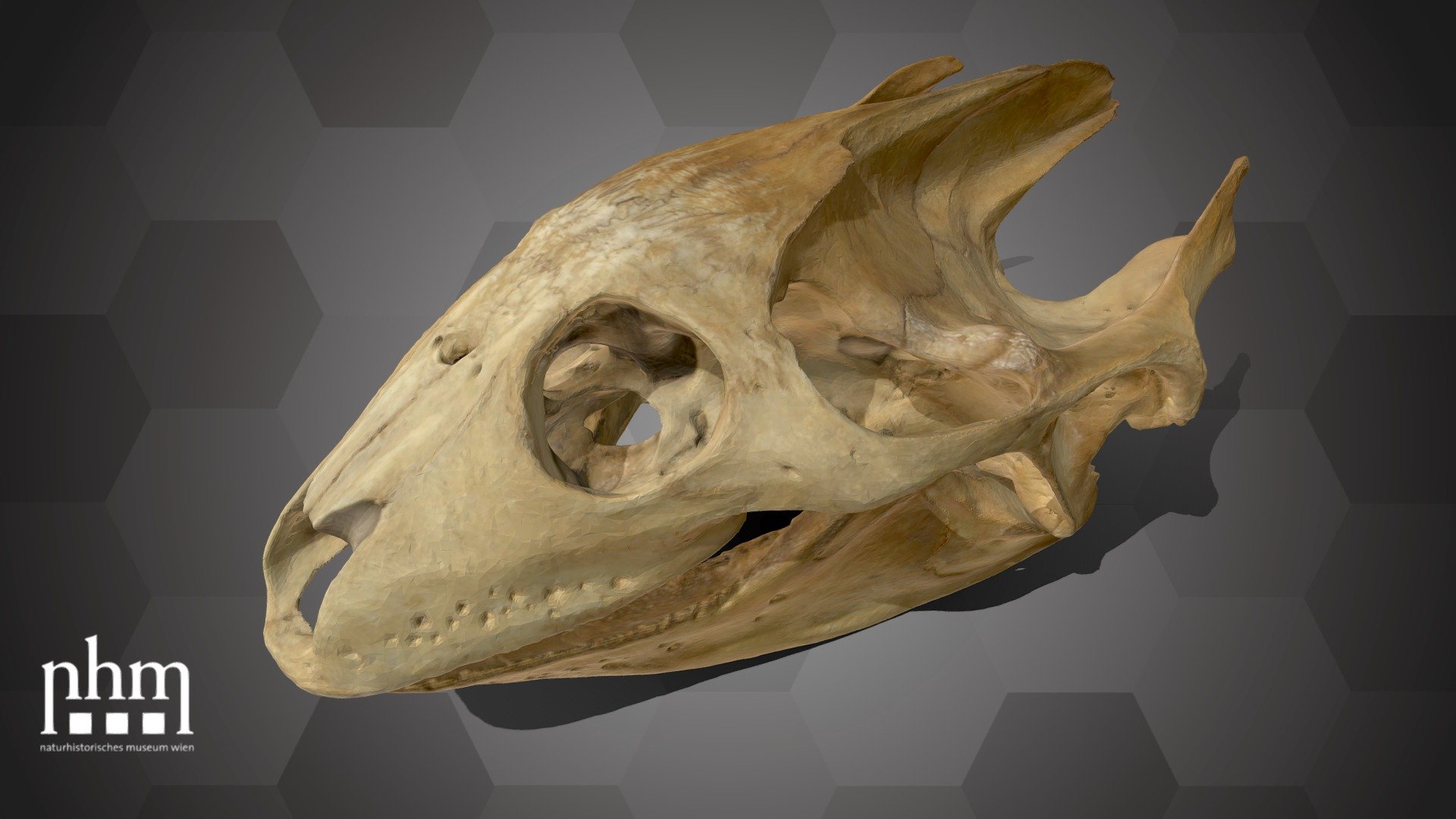 African Softshell Turtle (NHMW-Zoo1-HS 159) - Download Free 3D model by ...