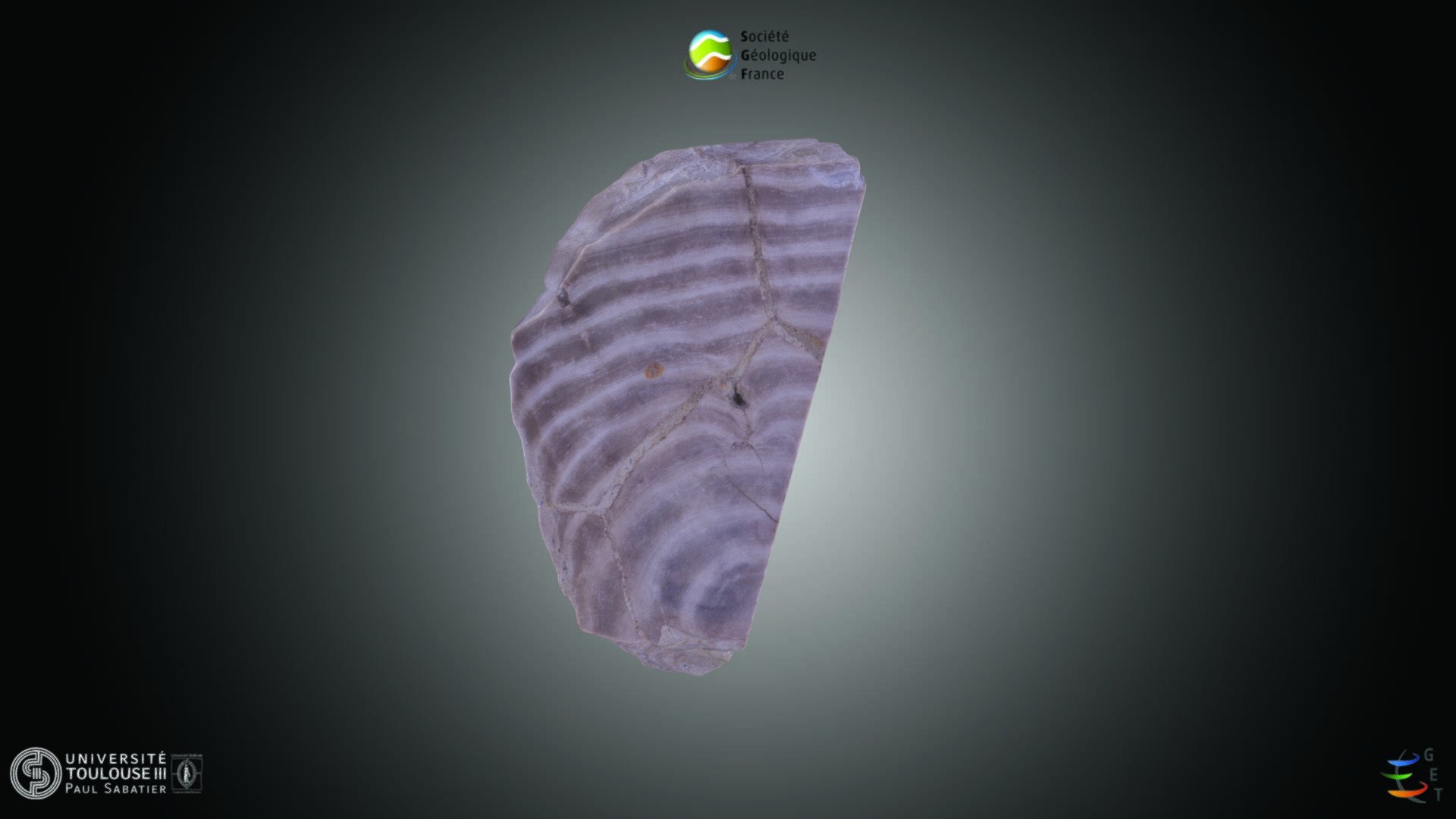 Rhodophyte - Solenopora sp. - Download Free 3D model by Société ...