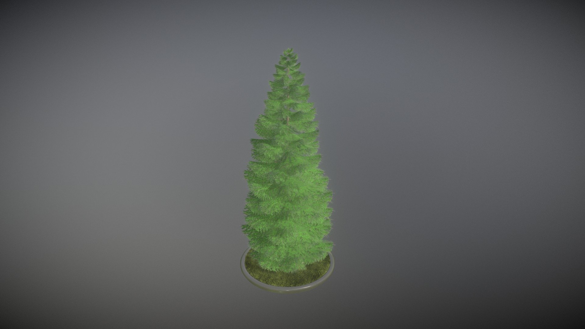Spruce Tree - 21 Meter- Version 1 - Buy Royalty Free 3D model by VIS ...
