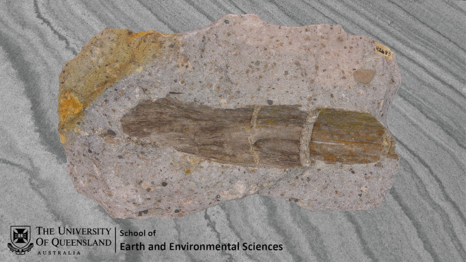 Lithic Tuff With Plant Stem Imprint - 3D model by nate_siddle (@nate ...