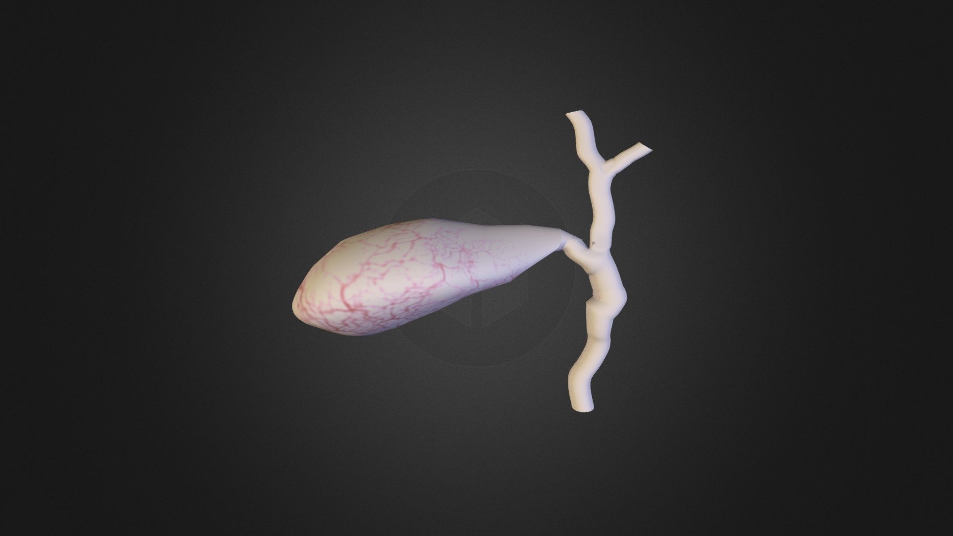 Cystic Duct Absent Or Very Short - 3D model by 3D Anatomy ...