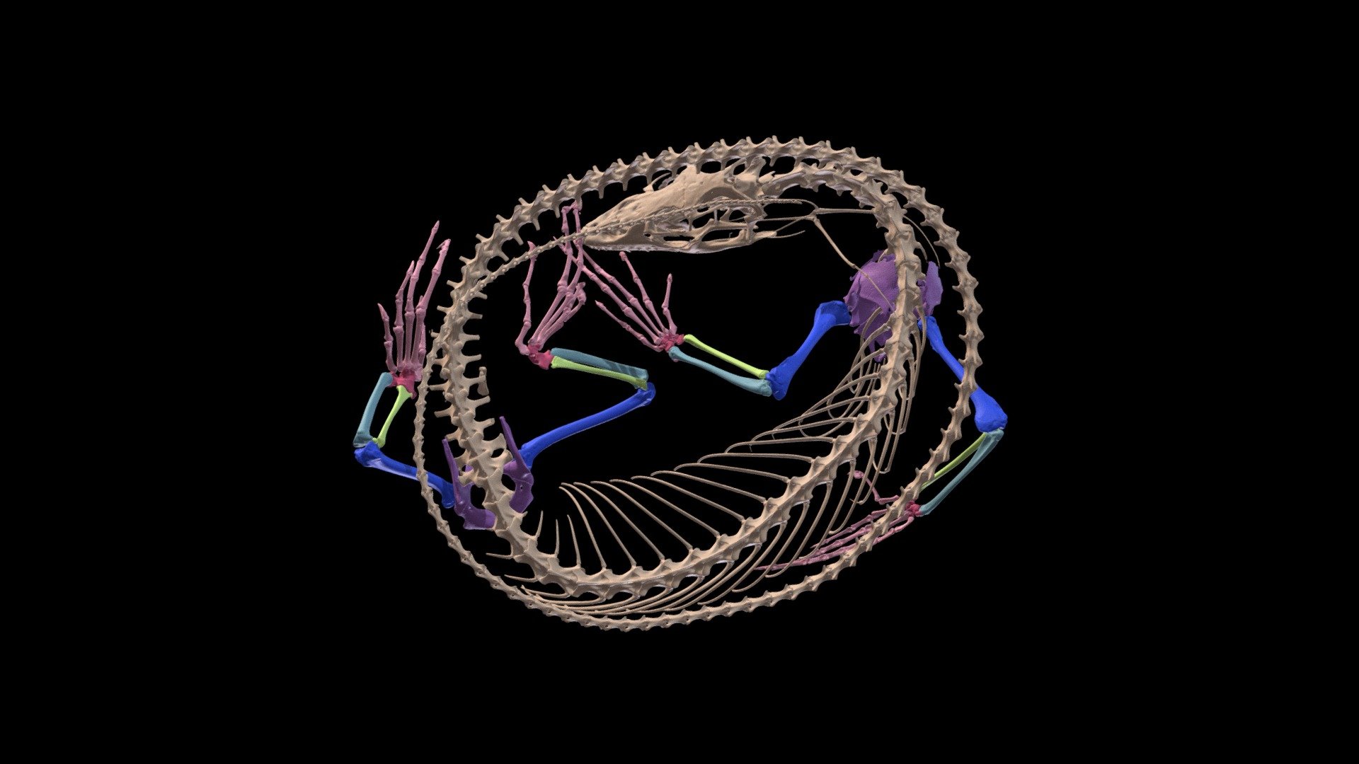 Emerald Tree Monitor Skeleton with Colored Limbs - 3D model by ...