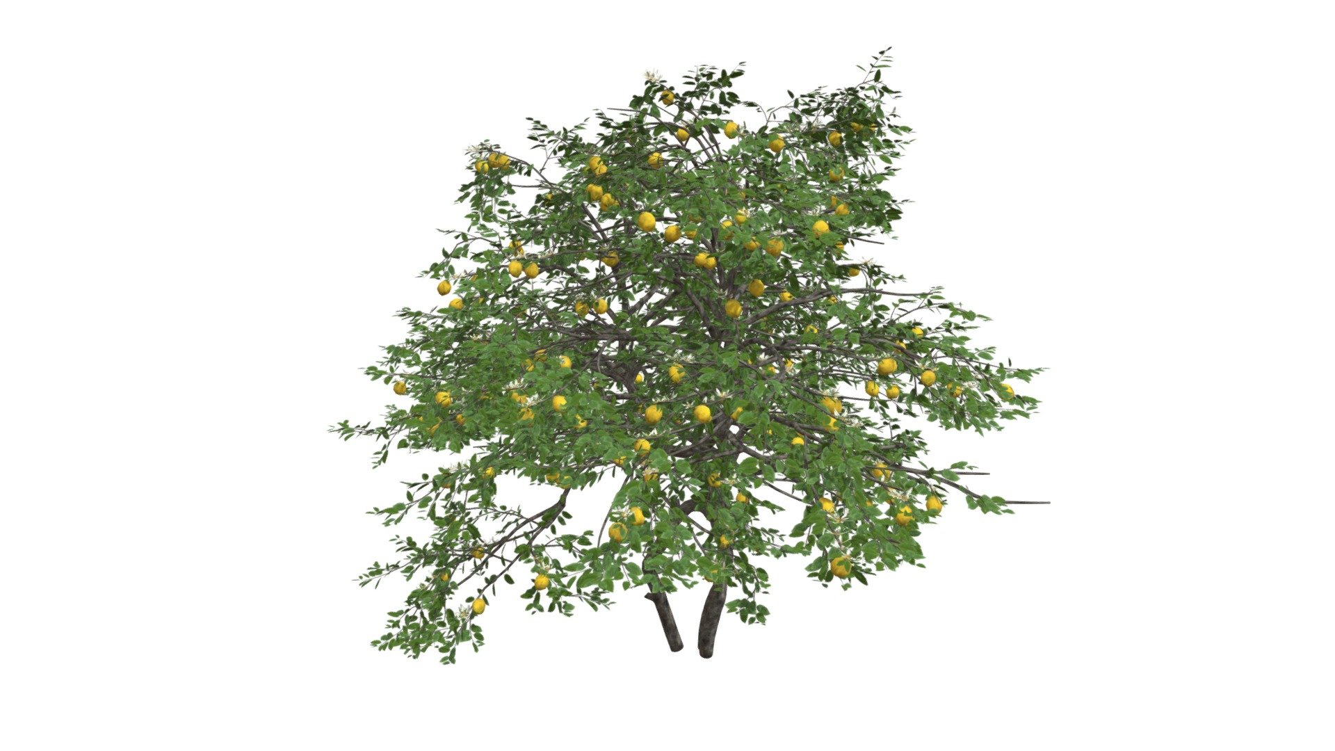Lemon Tree #02 - Buy Royalty Free 3D model by meshshape [ec6a114 ...