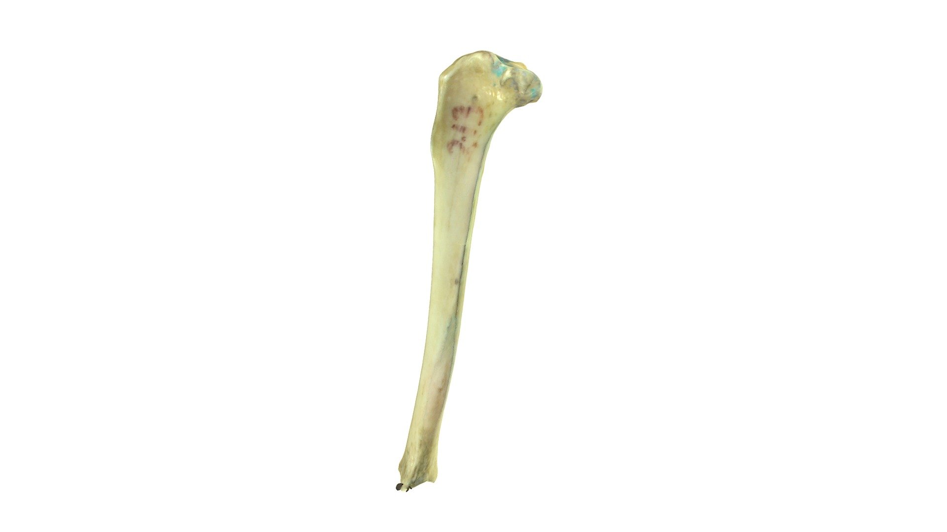 Canine Tibia - Annotated - 3D model by rvcanatomy [ec76c64] - Sketchfab