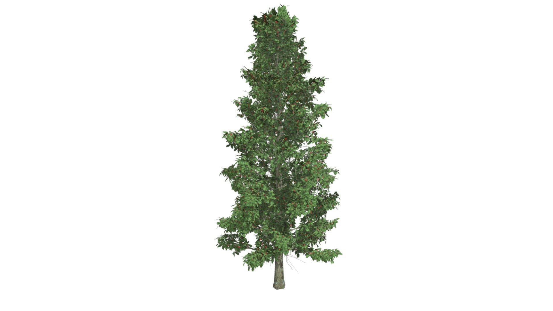 American Holly Tree #02 - Buy Royalty Free 3D model by meshshape ...