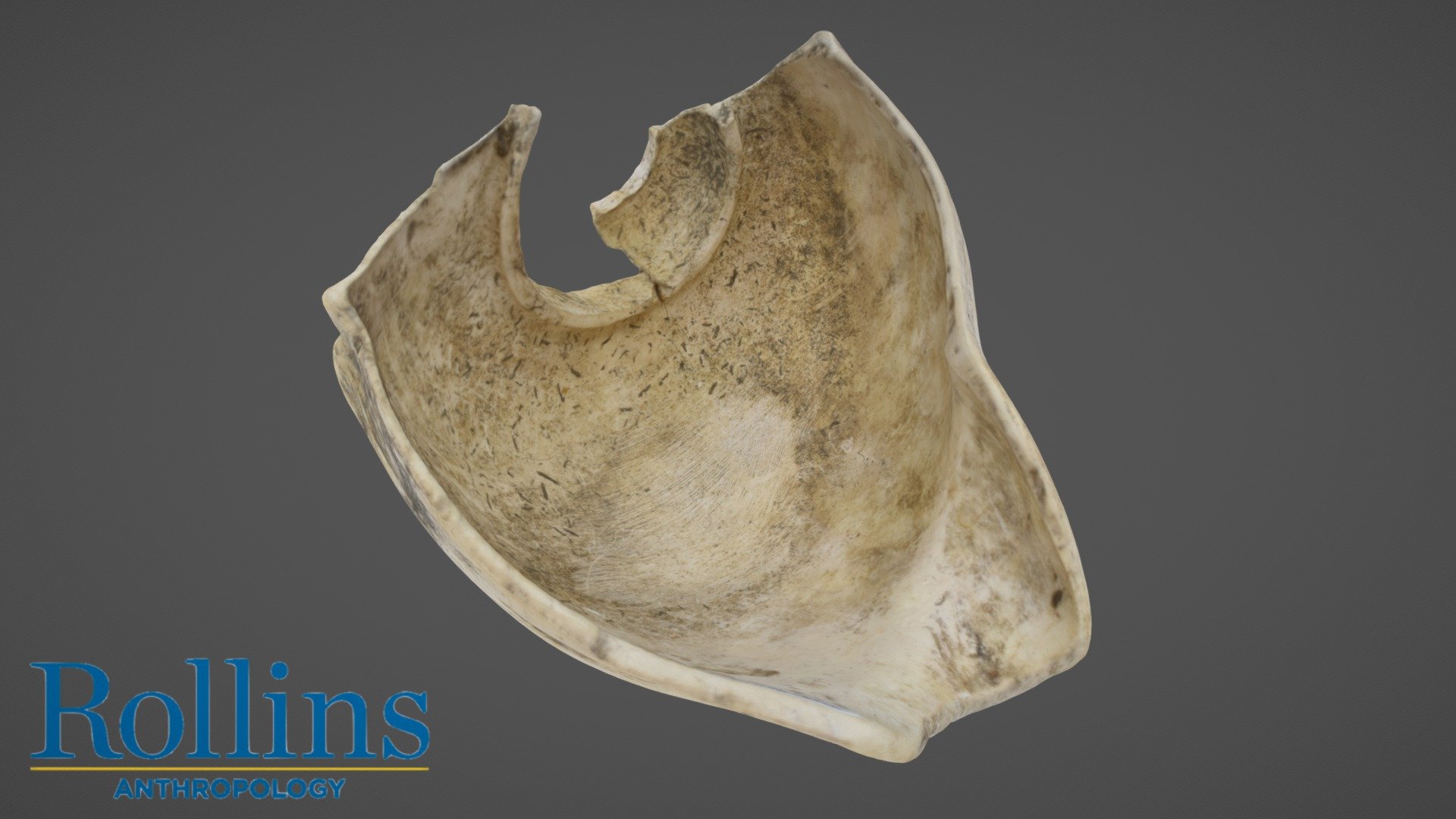 Shell Cup - Download Free 3D model by Rollins College Archaeology ...