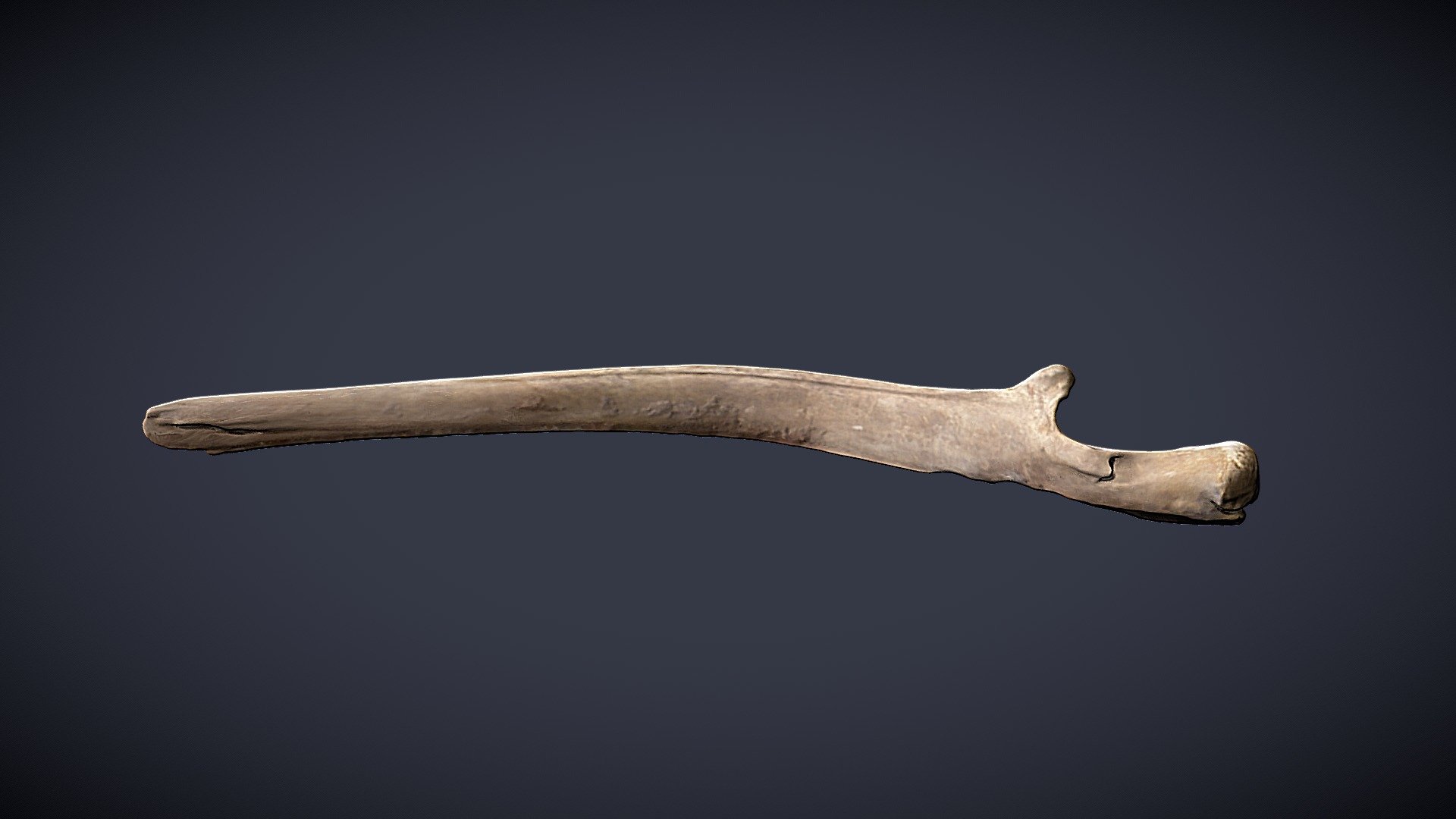Carlisle Whale Mandible - 3D model by ThinkSee3D [ec829a3] - Sketchfab