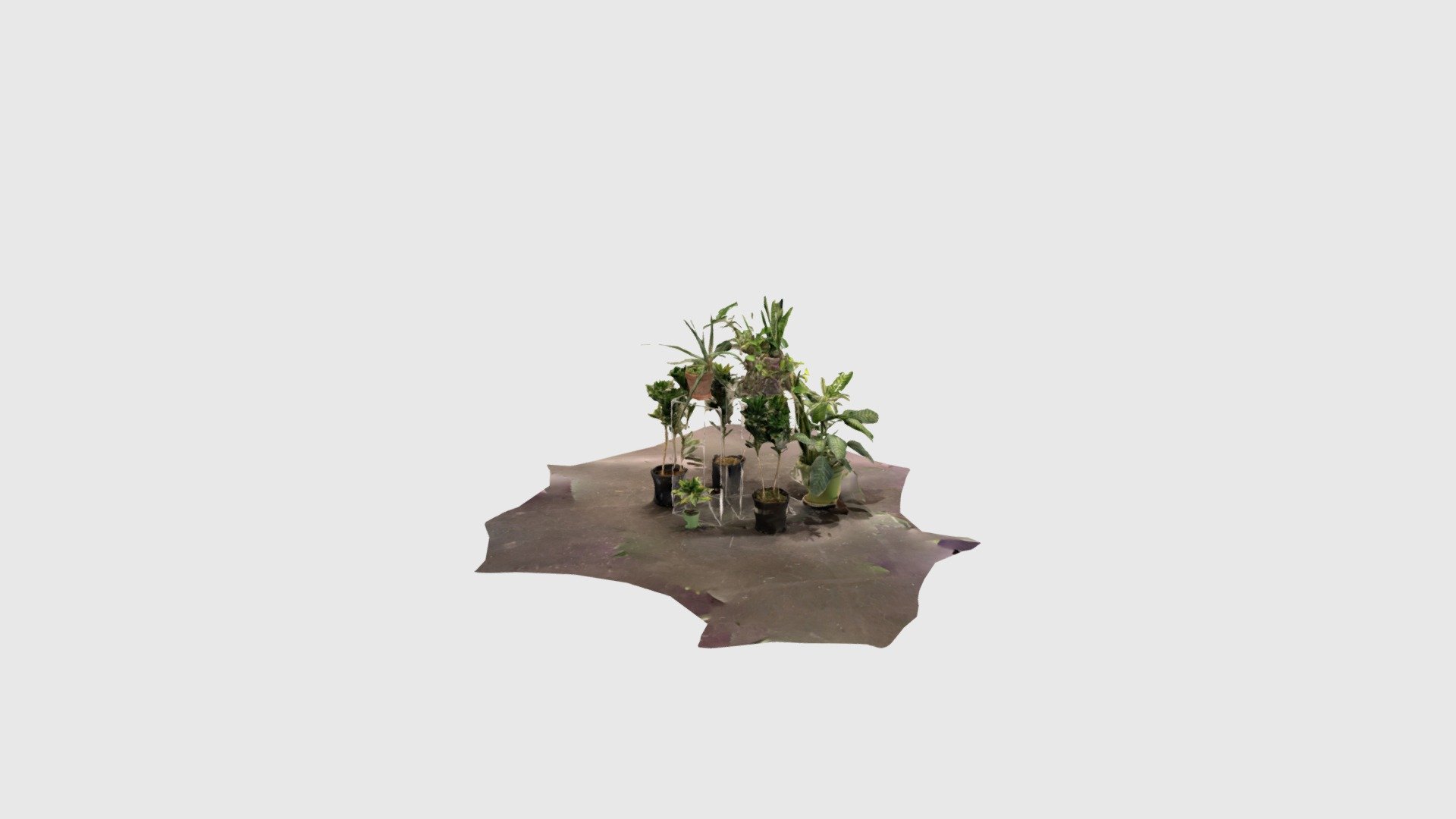Plants - Download Free 3D model by phei.phei1137 [ec8593d] - Sketchfab
