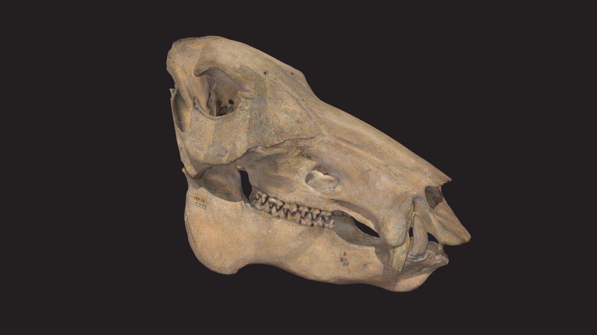 CMNH 10009, Flat-headed peccary - 3D model by Cleveland Museum of ...