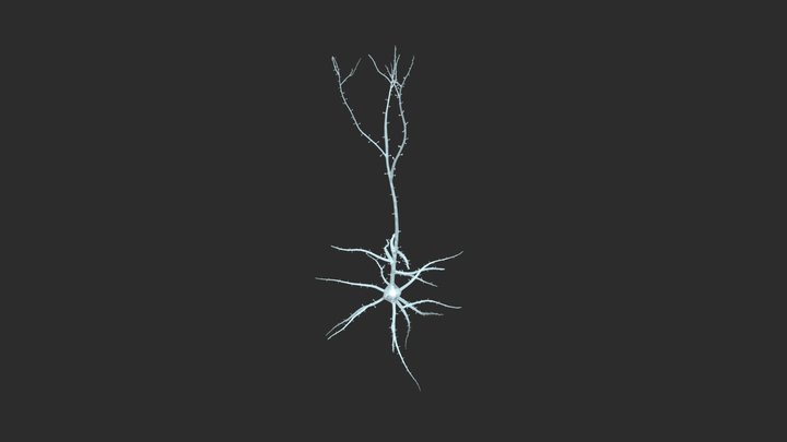 Neuron 3D models - Sketchfab
