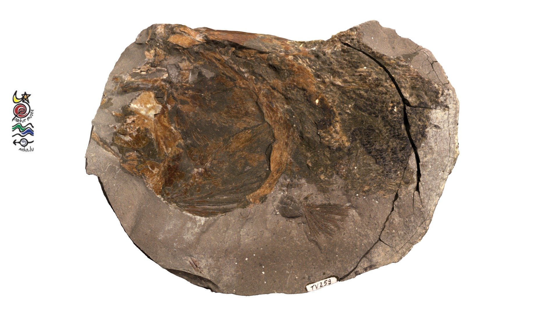 Dapedium sp. TV 259 - Download Free 3D model by Musée national d ...