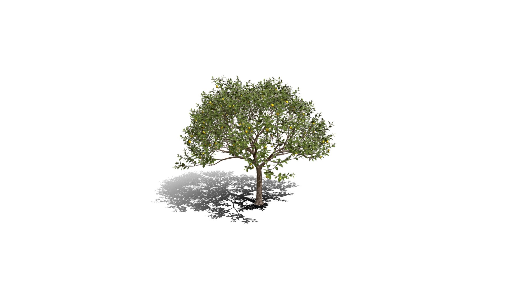 Realistic HD Lemon tree (4/30) - Download Free 3D model by PlantCatalog ...