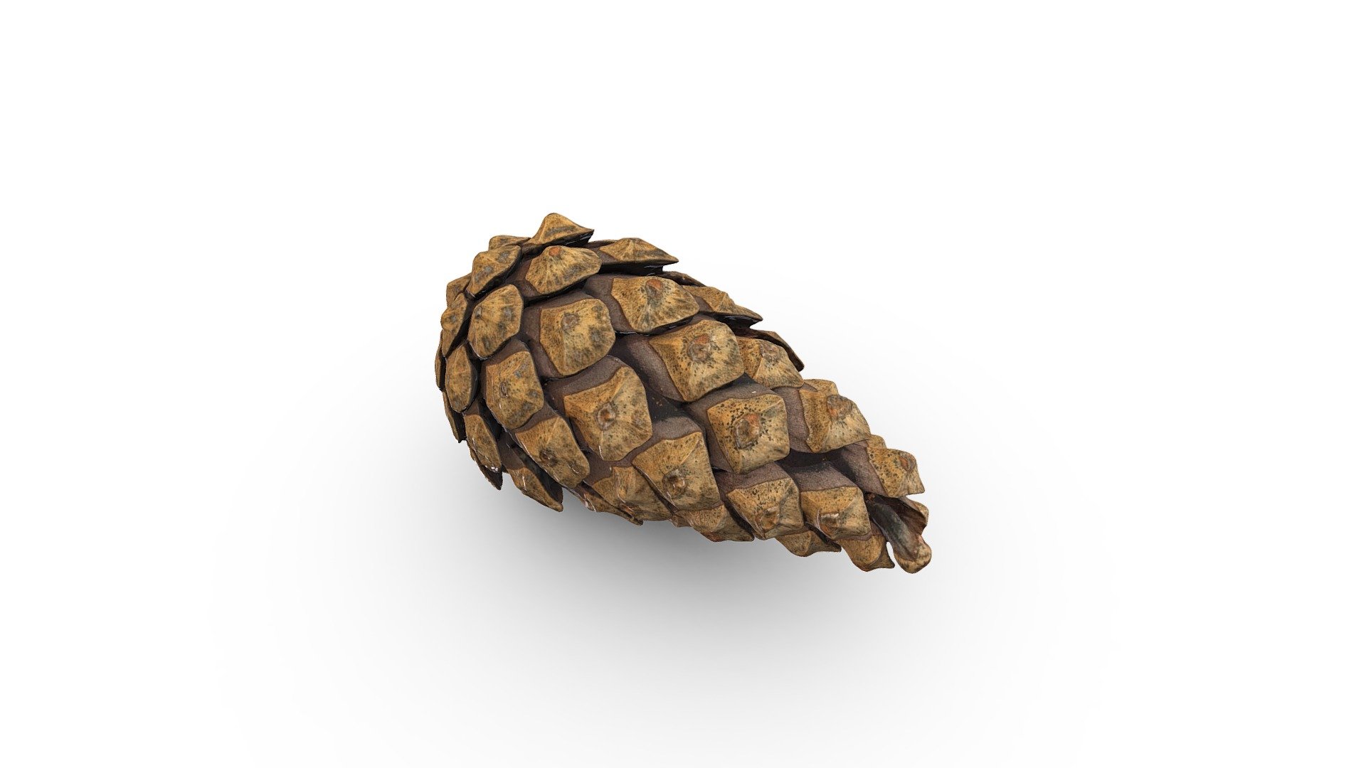 Pine Cone - 3D model by RawCatalog.com (@rawcatalog) [ecae0d5] - Sketchfab