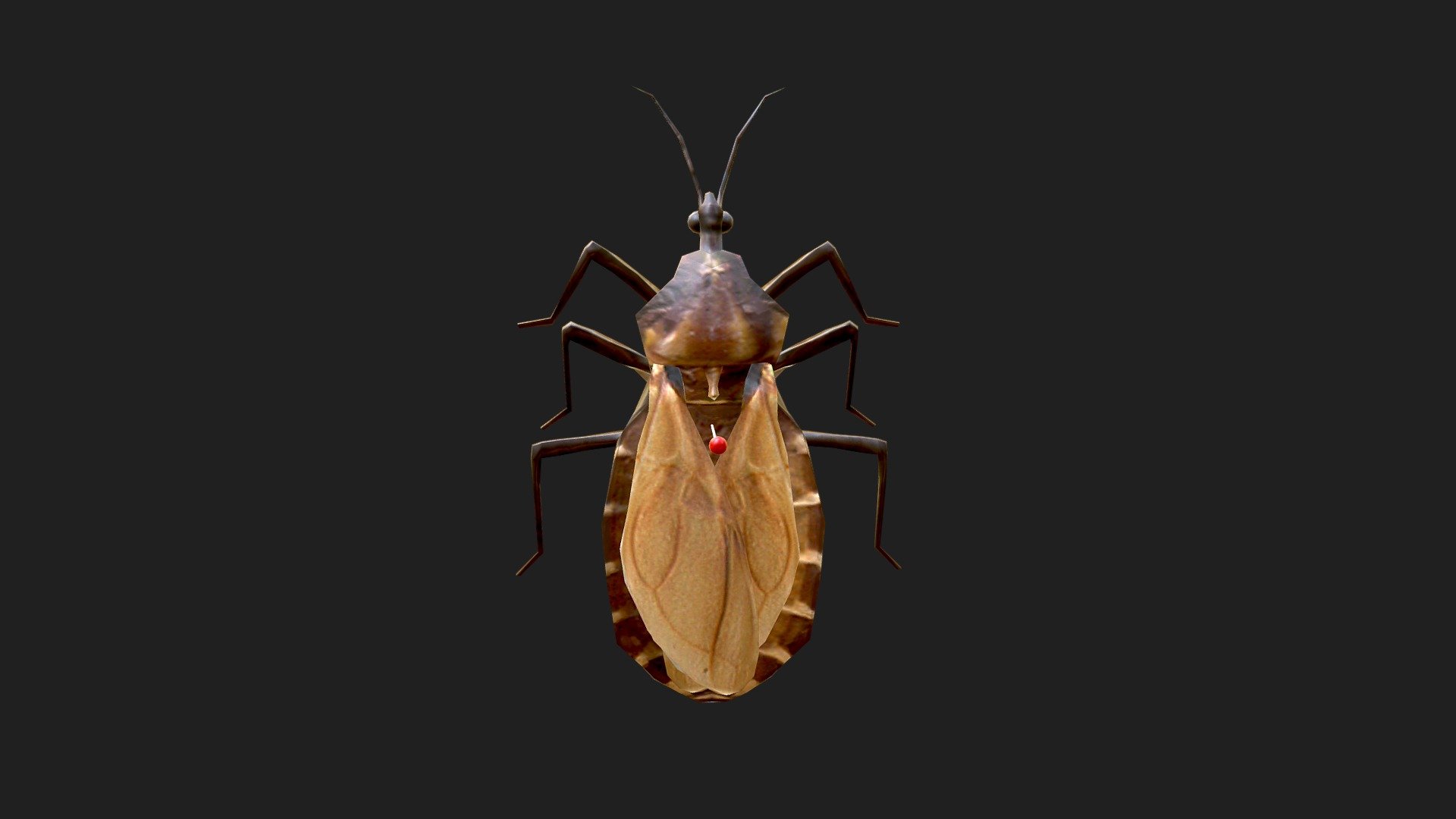 Triatoma infestans - Buy Royalty Free 3D model by Thiago Coser (@thiago ...