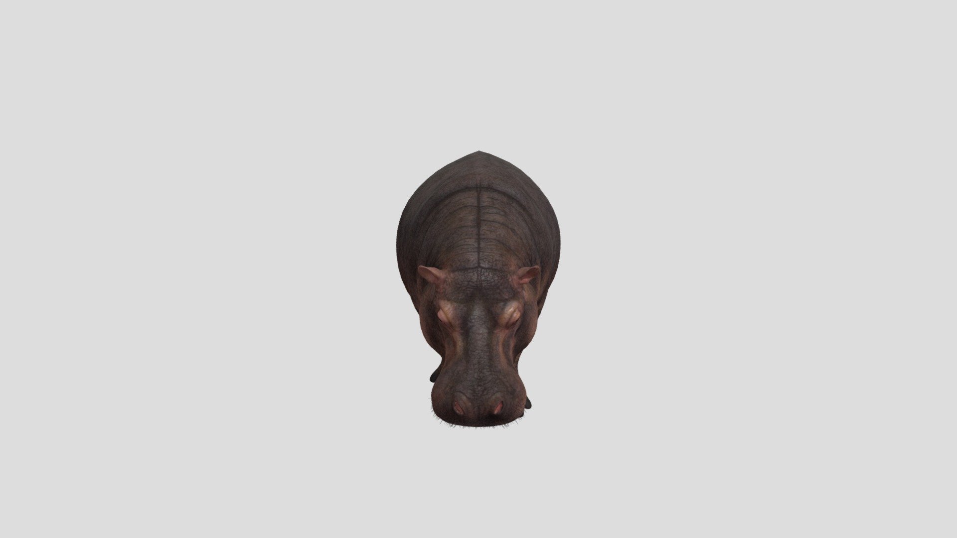 Hippo - Download Free 3D model by all of life (@Xfdfgd) [ecb8506 ...