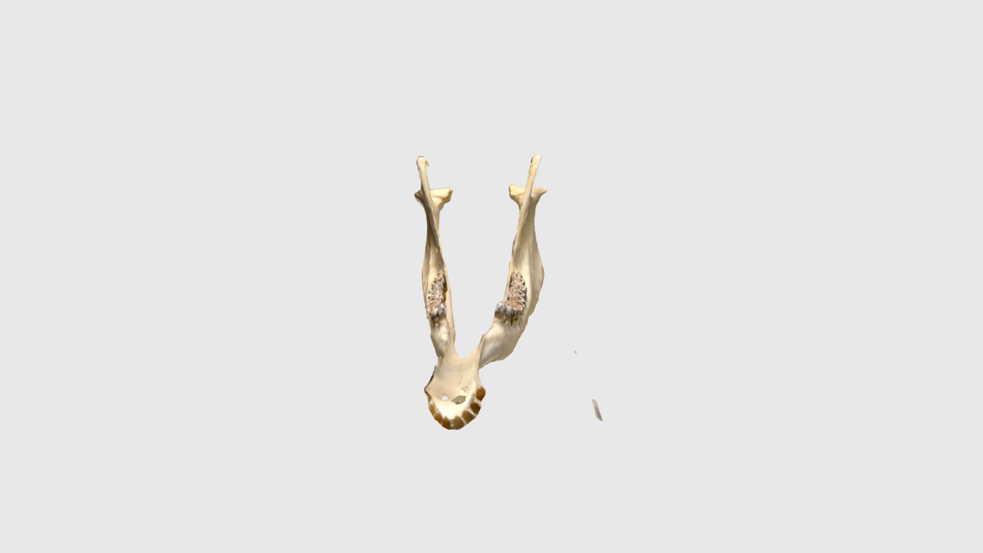 Skull-2.2 - 3D model by wantasobataro [ecb9529] - Sketchfab