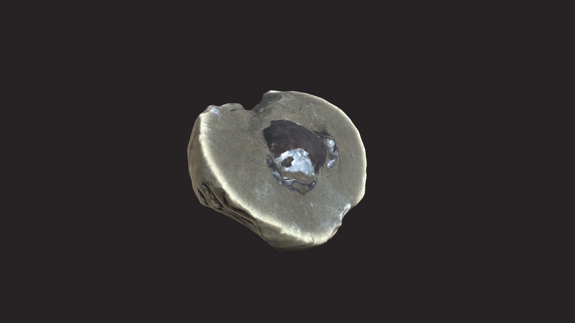 CMNH 15178, Pulalius vulgaris (Rathbun, 1926) - 3D model by Cleveland ...