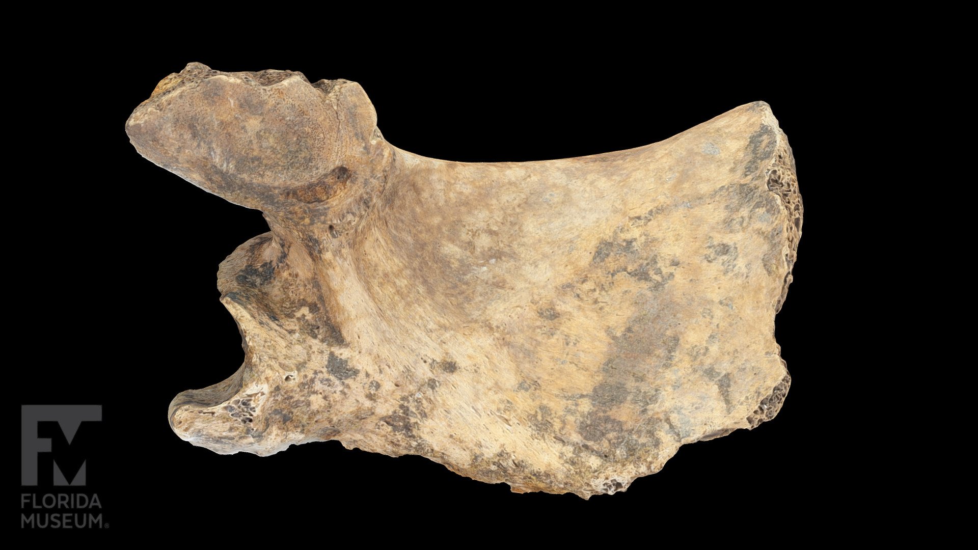 Cow sacrum - 3D model by FloridaMuseum [ecc9519] - Sketchfab